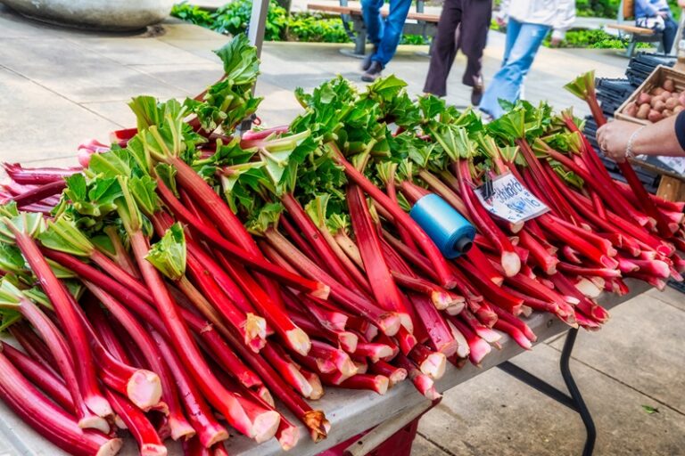 Superfood Spotlight: Unveiling the Health Benefits of Rhubarb | The Leaf